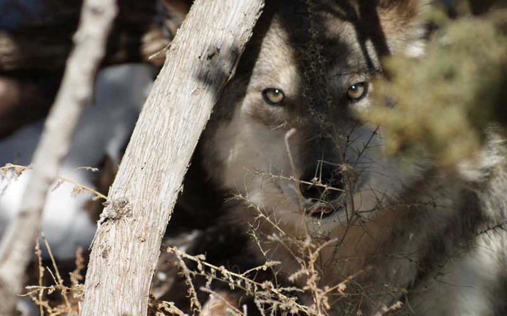 Mexican gray wolf at center of conservation group lawsuit – again ...