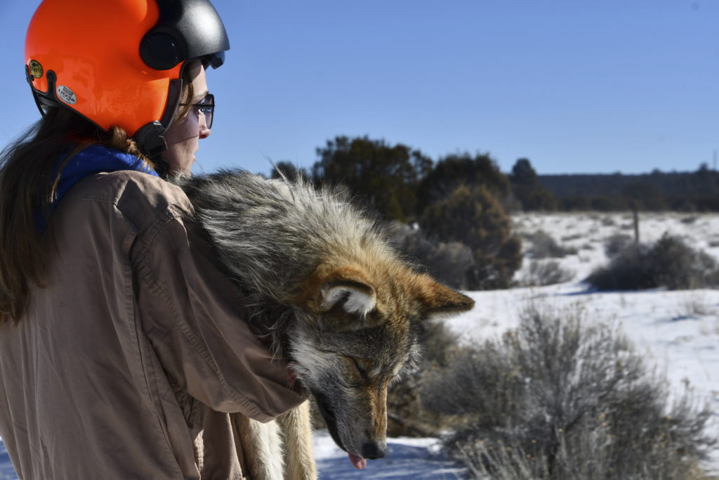 Endangered Mexican wolf population makes strides in US | Arizona ...